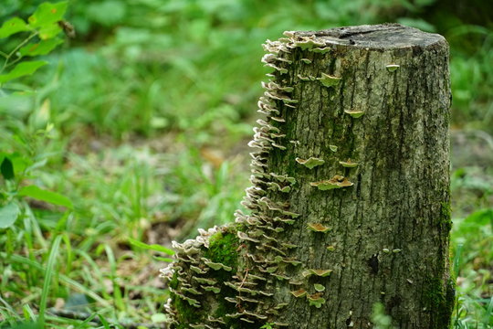 รูปภาพTreestumps – เลือกดูภาพถ่ายสต็อก เวกเตอร์ และวิดีโอ344 | Adobe Stock