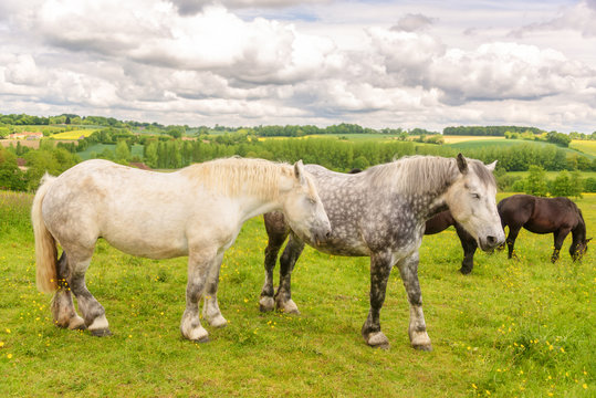 「Percherons」の写真素材 | 42件の無料イラスト画像 | Adobe Stock