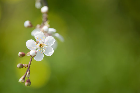 "Flowering Plum" Images – Browse 1,958 Stock Photos, Vectors, and Video ...