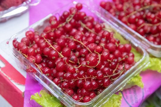 Groselha Bilder – Durchsuchen 379 Archivfotos, Vektorgrafiken und ...