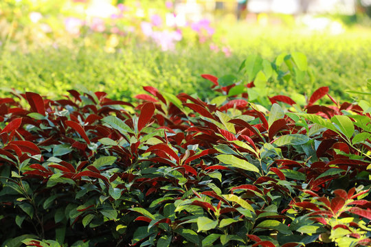 รูปภาพExcoecaria – เลือกดูภาพถ่ายสต็อก เวกเตอร์ และวิดีโอ76 | Adobe Stock