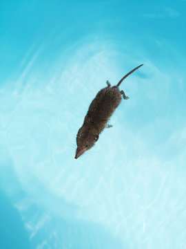 Musaraigne