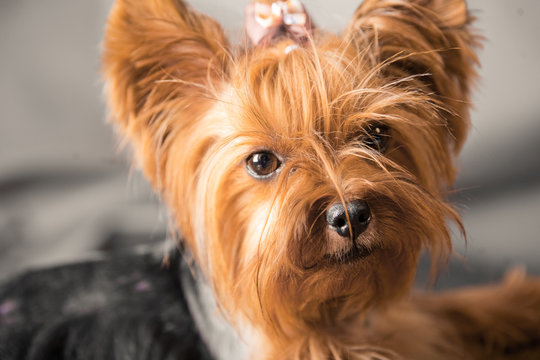 Piesek bilder – Bläddra bland 3,067 stockfoton, vektorer och videor ...