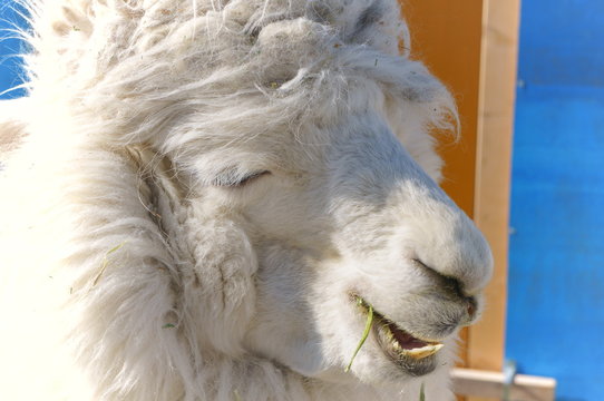 Apaca Images – Browse 33 Stock Photos, Vectors, and Video | Adobe Stock