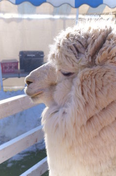 Apaca Images – Browse 40 Stock Photos, Vectors, and Video | Adobe Stock