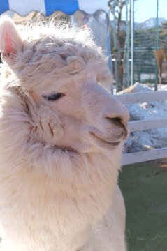 Apaca Images – Browse 40 Stock Photos, Vectors, and Video | Adobe Stock