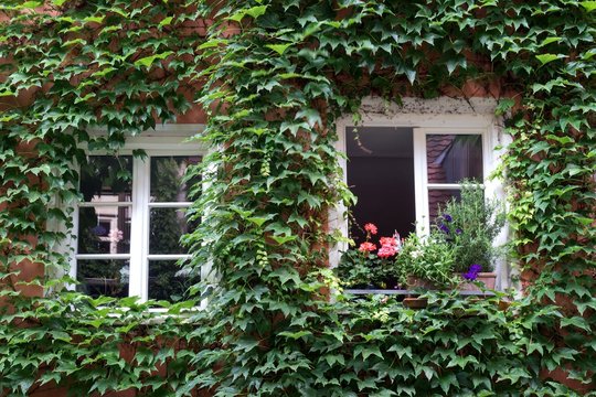 Efeuranken-Bilder: Stock-Fotos & -Videos. | Adobe Stock