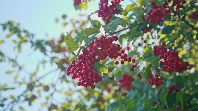 「Kalyna」の写真素材 | 351件の無料イラスト画像 | Adobe Stock