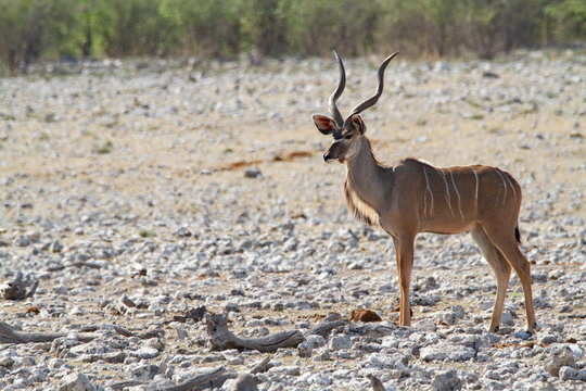 Cudu Images – Browse 16 Stock Photos, Vectors, and Video | Adobe Stock