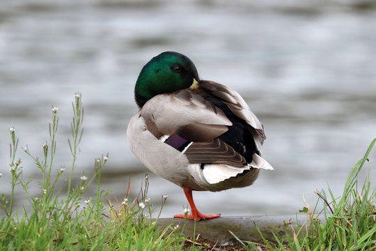 27,498개의 최고 Canard 이미지, 스톡 사진 및 벡터 | Adobe Stock