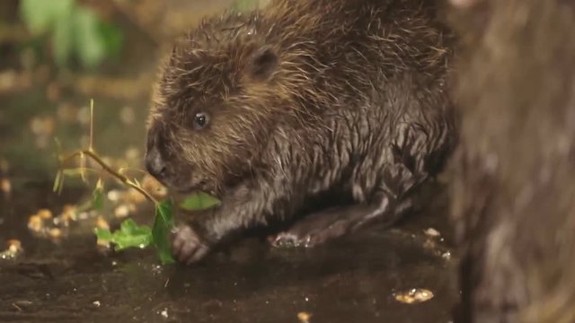 Beaver Family Images – Browse 3,776 Stock Photos, Vectors, and Video ...