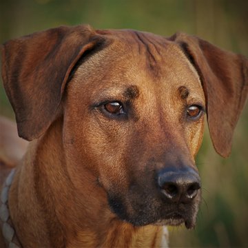 Hundegesicht 이미지 – 찾아보기 512 스톡 사진, 벡터 및 비디오 | Adobe Stock