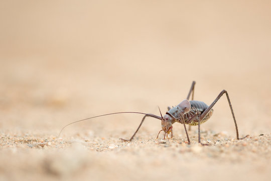 Setotojane Images – Browse 35 Stock Photos, Vectors, and Video | Adobe ...