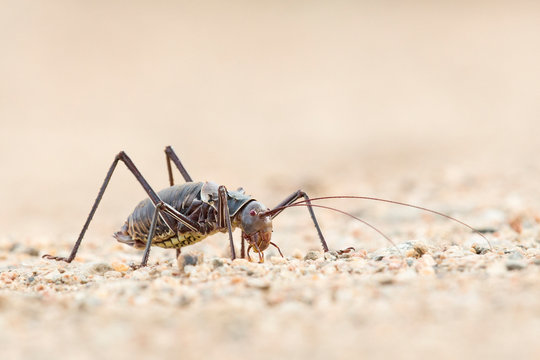 Setotojane Images – Browse 49 Stock Photos, Vectors, and Video | Adobe ...