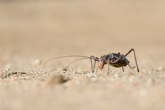 Setotojane Images – Browse 49 Stock Photos, Vectors, and Video | Adobe ...