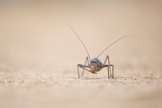 Setotojane Images – Browse 49 Stock Photos, Vectors, and Video | Adobe ...