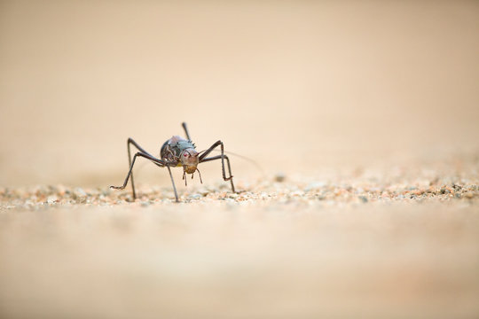 Setotojane Images – Browse 35 Stock Photos, Vectors, and Video | Adobe ...