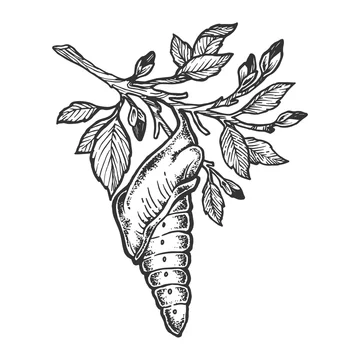 Cocoon Coloring Pages