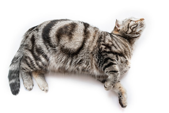 "Paw Over Edge" Images – Browse 32 Stock Photos, Vectors, and Video ...