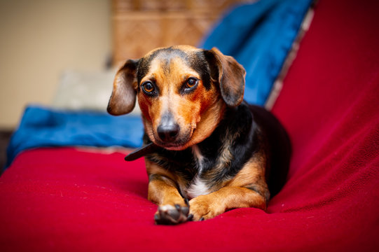 Piesek Imagens – Procure 3,174 fotos, vetores e vídeos | Adobe Stock