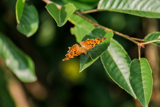 Euarthropoda Images – Parcourir 294 le catalogue de photos, vecteurs et ...