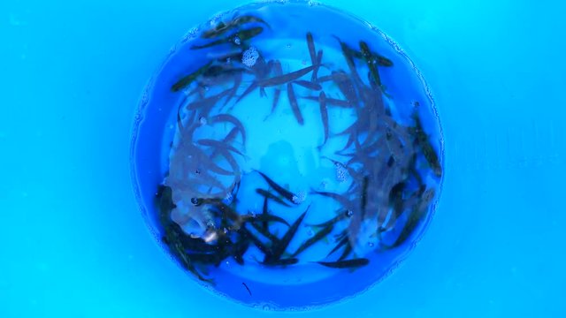 Repopulation Images – Browse 192 Stock Photos, Vectors, and Video ...