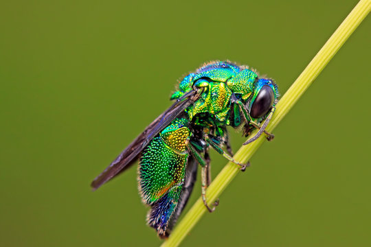 「Chrysis」の写真素材 | 636件の無料イラスト画像 | Adobe Stock