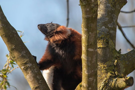 "Roter Vari" Images – Browse 77 Stock Photos, Vectors, and Video ...