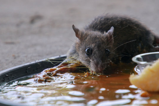 Rattenplage Bilder – Durchsuchen 1,784 Archivfotos, Vektorgrafiken und ...