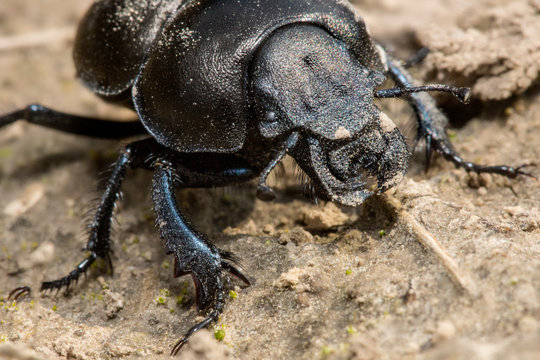 Lethrus Images – Browse 40 Stock Photos, Vectors, and Video | Adobe Stock