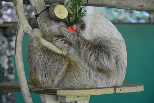 Unau Images – Parcourir 889 le catalogue de photos, vecteurs et vidéos ...