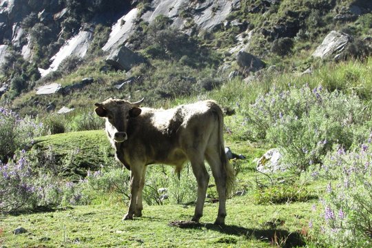 「Torete」の写真素材 | 15件の無料イラスト画像 | Adobe Stock