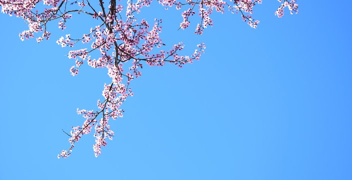 Kische Bilder – Durchsuchen 343 Archivfotos, Vektorgrafiken und Videos ...