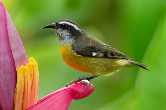 รูปภาพNectarivore – เลือกดูภาพถ่ายสต็อก เวกเตอร์ และวิดีโอ229 | Adobe Stock