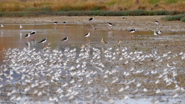 Wrybill Bilder – Durchsuchen 392 Archivfotos, Vektorgrafiken und Videos ...