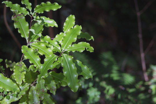 Mapou Images – Browse 24 Stock Photos, Vectors, and Video | Adobe Stock