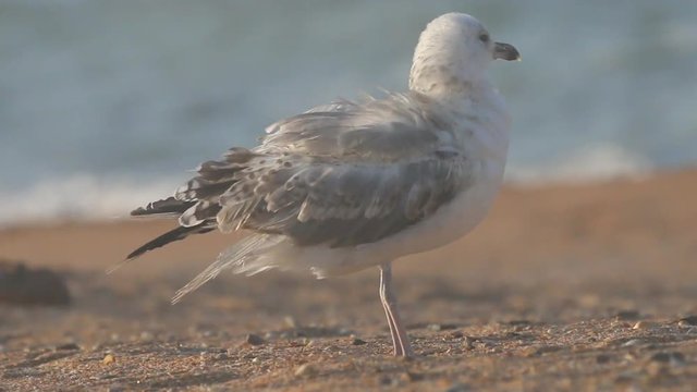 Imm Images – Browse 135 Stock Photos, Vectors, and Video | Adobe Stock