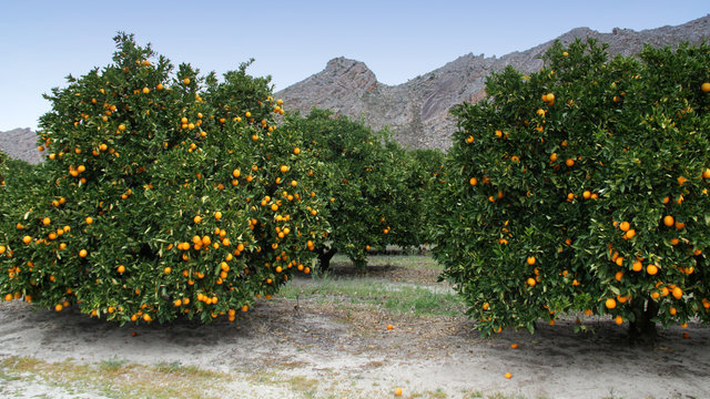 "Citrus Farm" Bilder – Durchsuchen 141 Archivfotos, Vektorgrafiken und ...