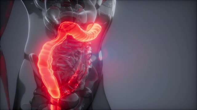 Haustrum Bilder – Durchsuchen 194 Archivfotos, Vektorgrafiken und ...