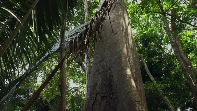 Sumauma Images – Browse 43 Stock Photos, Vectors, and Video | Adobe Stock