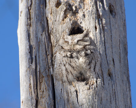 Eastern Screech Owl Camouflage