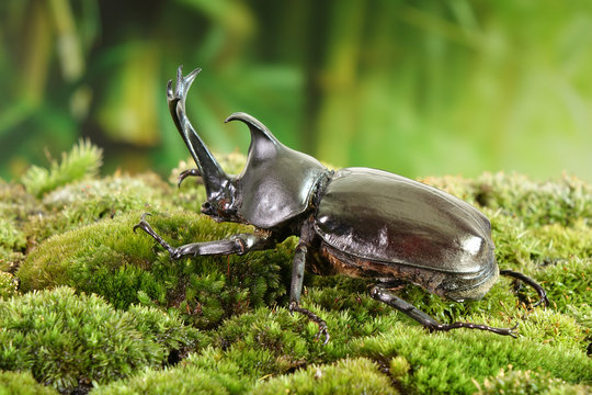 รูปภาพKabuto – เลือกดูภาพถ่ายสต็อก เวกเตอร์ และวิดีโอ18,259 | Adobe Stock