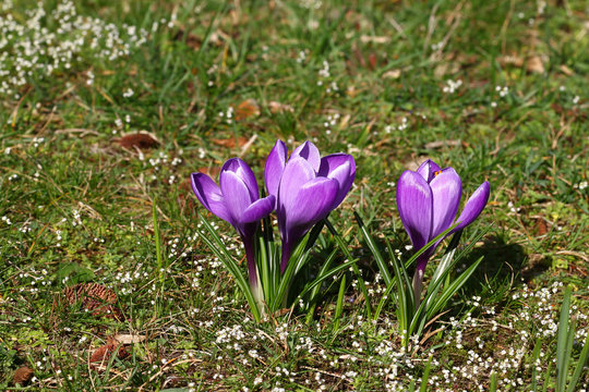 รูปภาพCorcus – เลือกดูภาพถ่ายสต็อก เวกเตอร์ และวิดีโอ86 | Adobe Stock