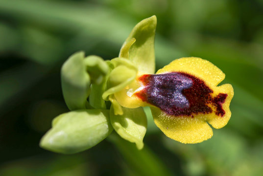 รูปภาพOphrys – เลือกดูภาพถ่ายสต็อก เวกเตอร์ และวิดีโอ4,973 | Adobe Stock