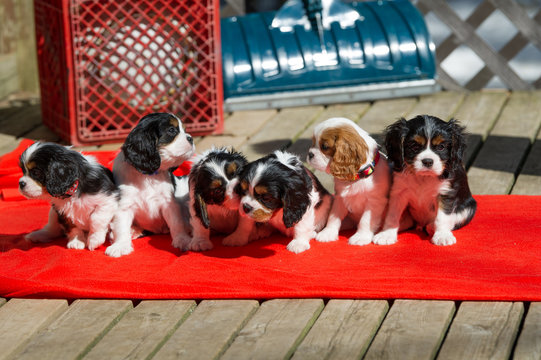 Puppies In A Row Images – Browse 365,545 Stock Photos, Vectors, and ...