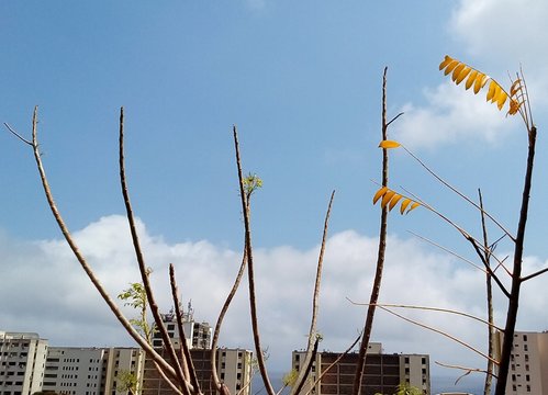 Renacer Images – Browse 377 Stock Photos, Vectors, and Video | Adobe Stock