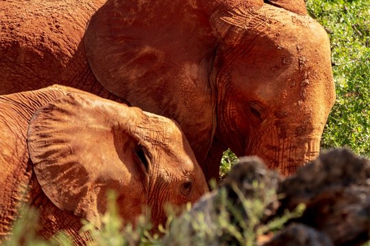 Kws-Bilder: Stock-Fotos & -Videos. | Adobe Stock