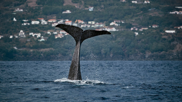 Pottwal-Bilder: Stock-Fotos & -Videos. | Adobe Stock