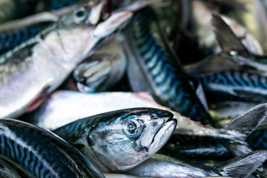 Caballa bilder – Bläddra bland 599 stockfoton, vektorer och videor ...