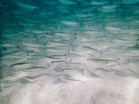 "Chumphon Bilder – Durchsuchen 4,897 Archivfotos, Vektorgrafiken und ...